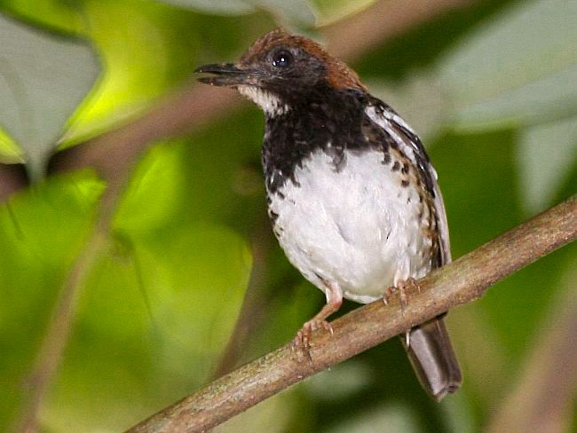 Enggano Thrush - eBird