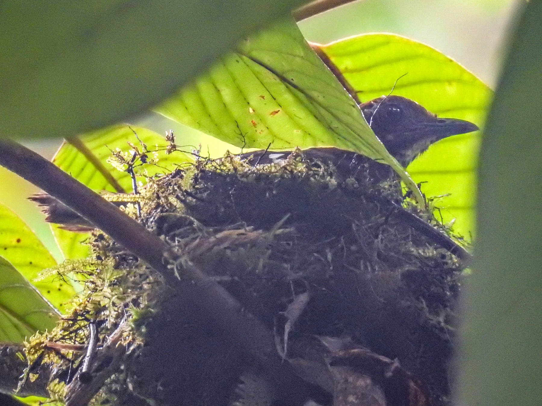 Enggano Thrush - eBird
