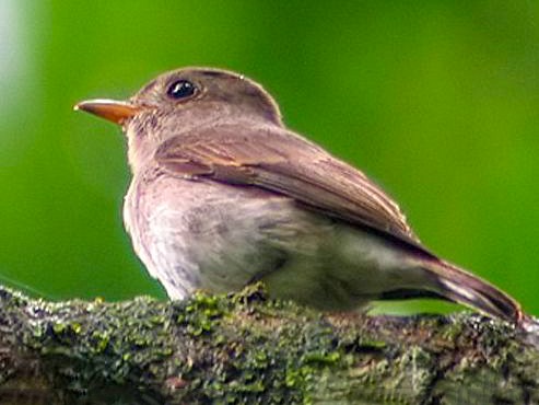 Ashy-breasted Flycatcher - eBird