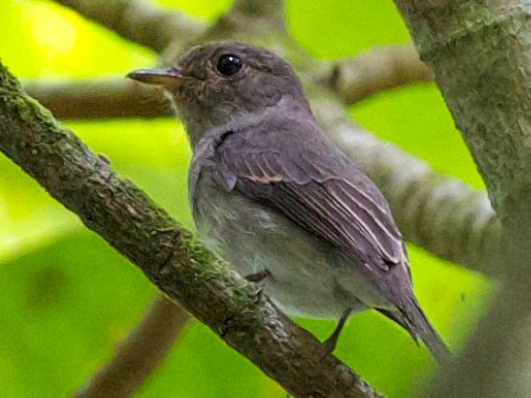 Ashy-breasted Flycatcher - eBird