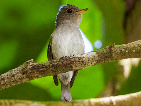Ashy-breasted Flycatcher - eBird
