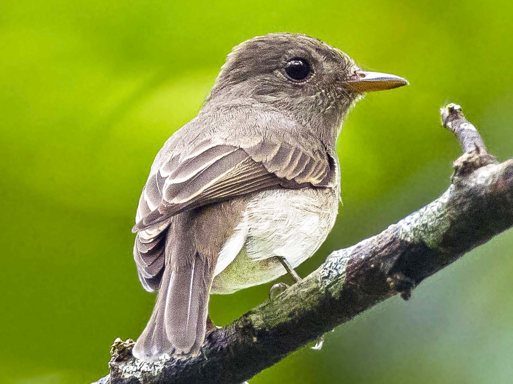 Ashy-breasted Flycatcher - eBird