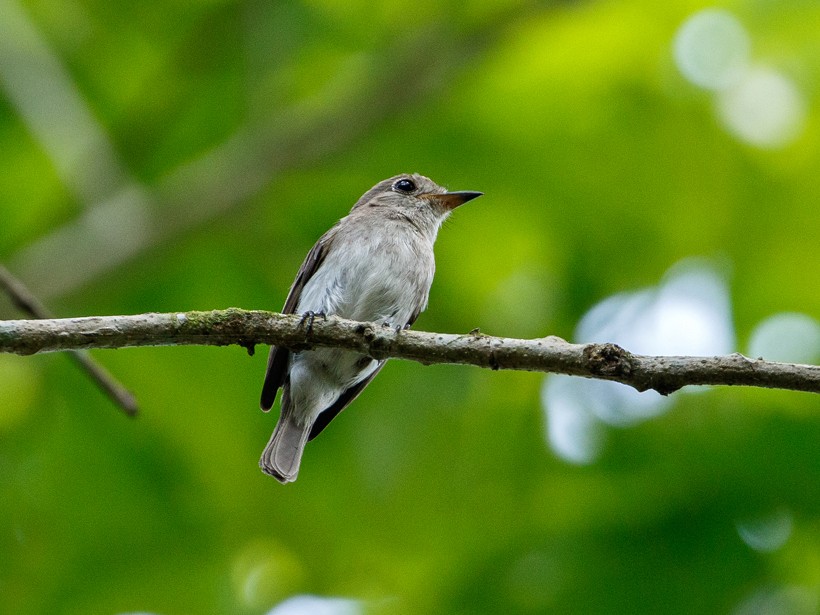 Sumba Brown Flycatcher - eBird