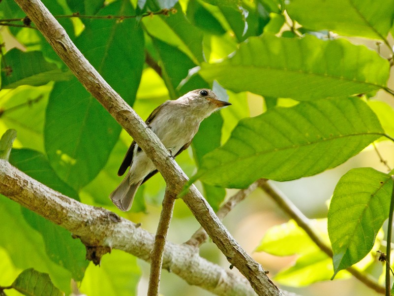 Sumba Brown Flycatcher - eBird