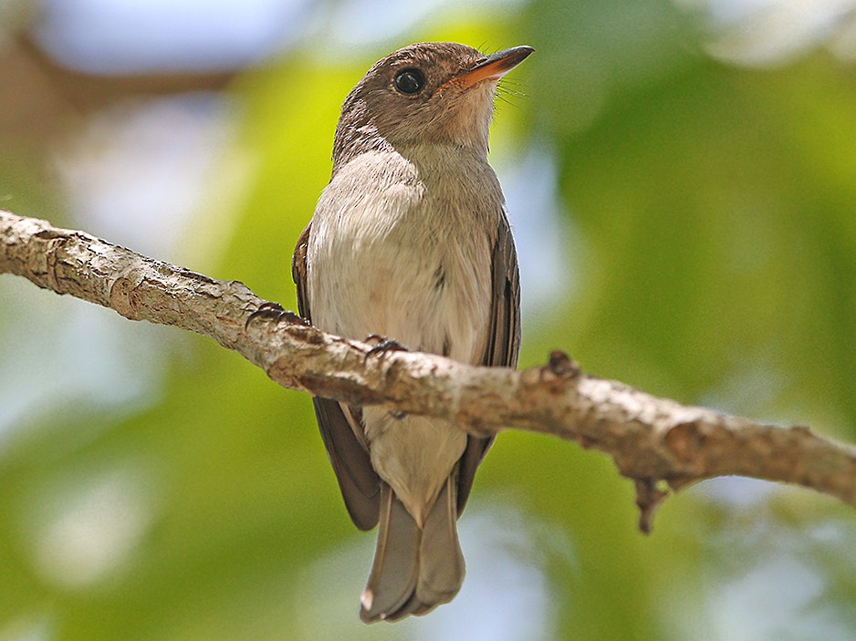 Sumba Brown Flycatcher - eBird