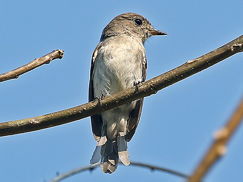 Sumba Brown Flycatcher - eBird