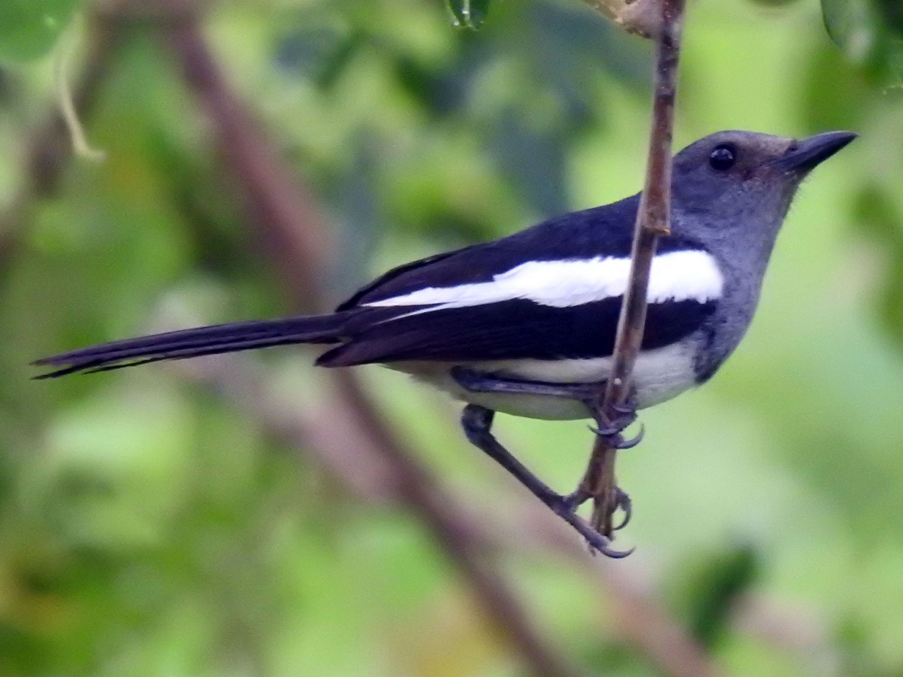 Philippine Magpie-Robin - eBird