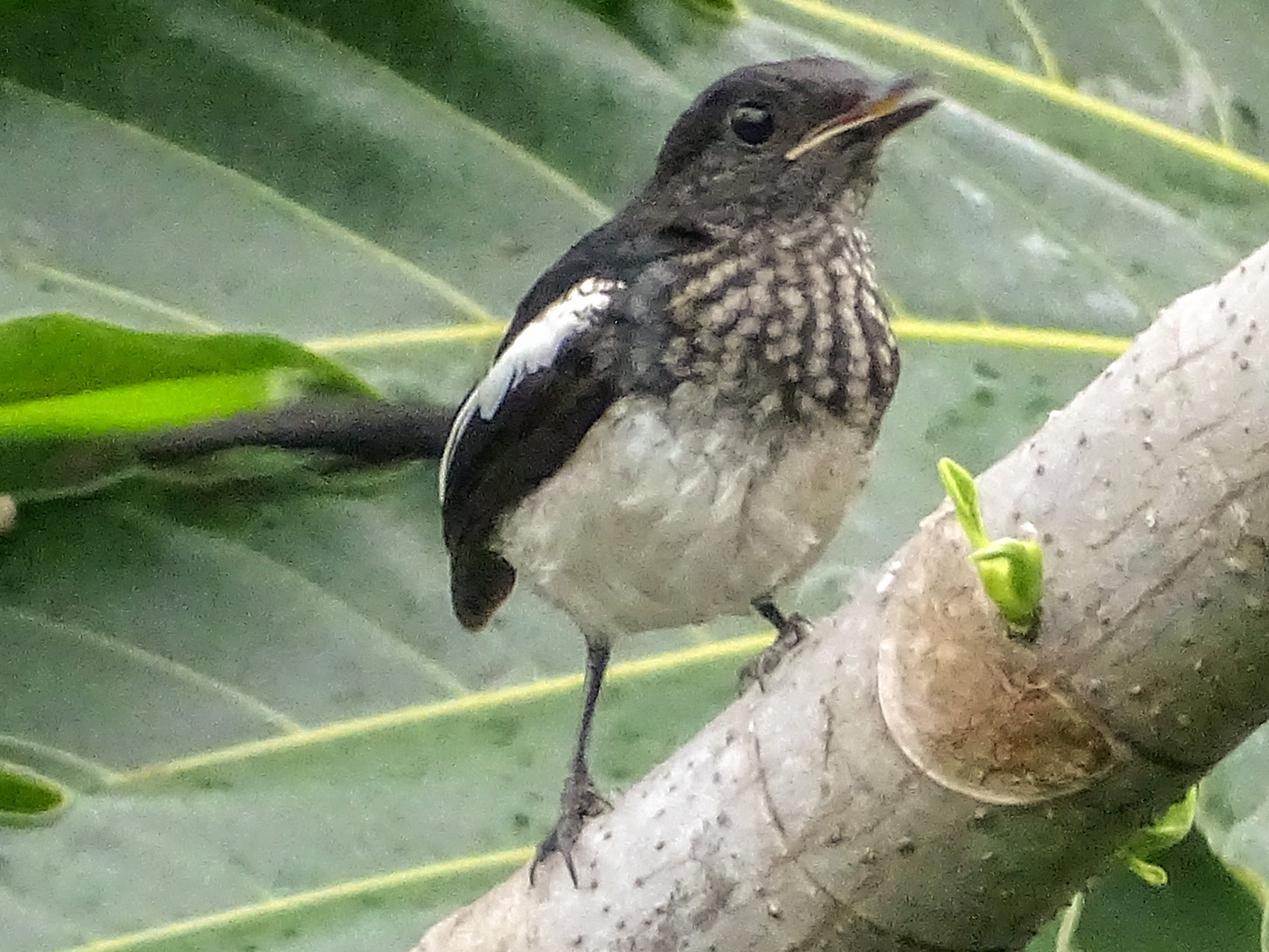Philippine Magpie-Robin - eBird
