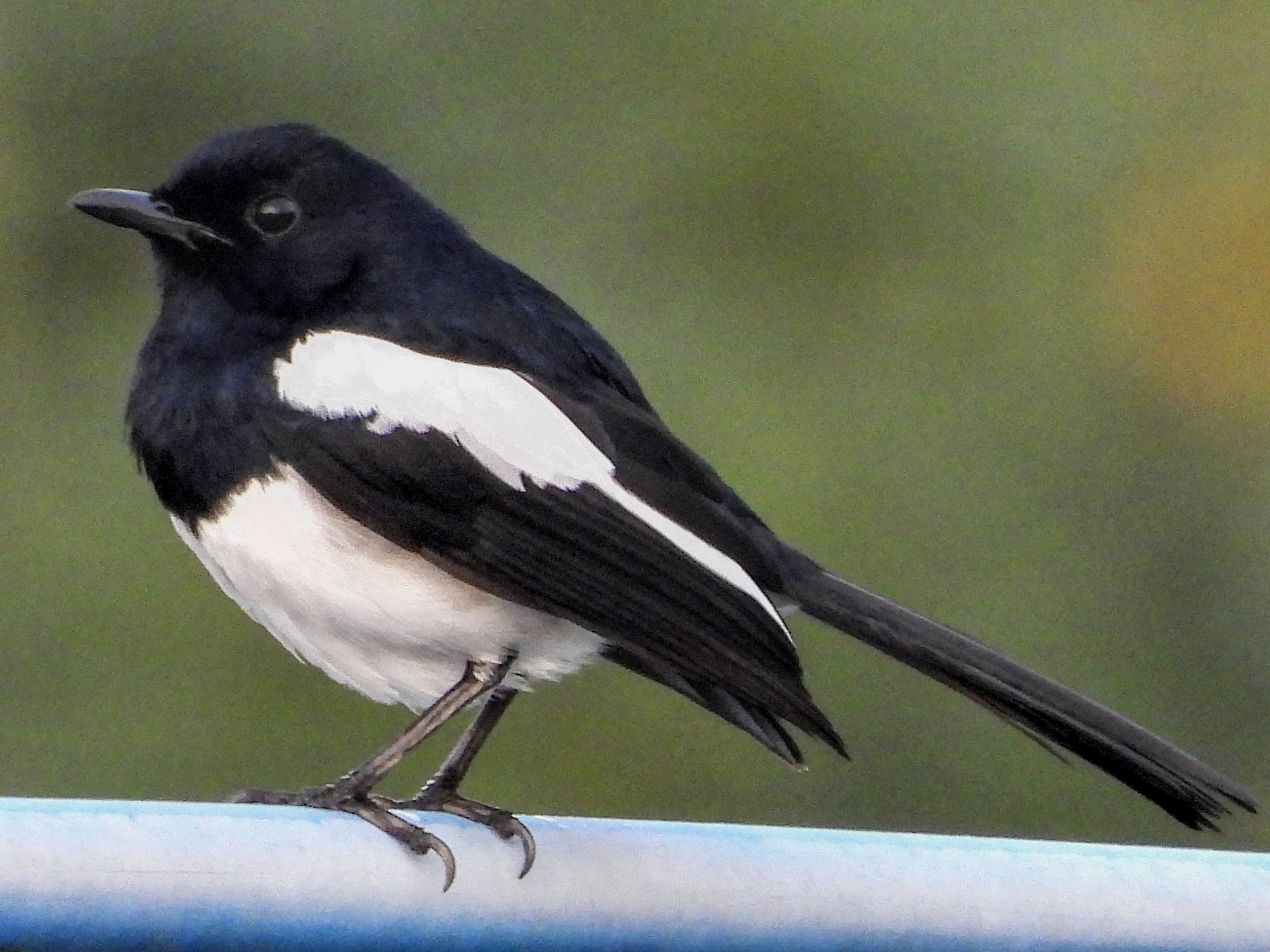 Philippine Magpie-Robin - eBird