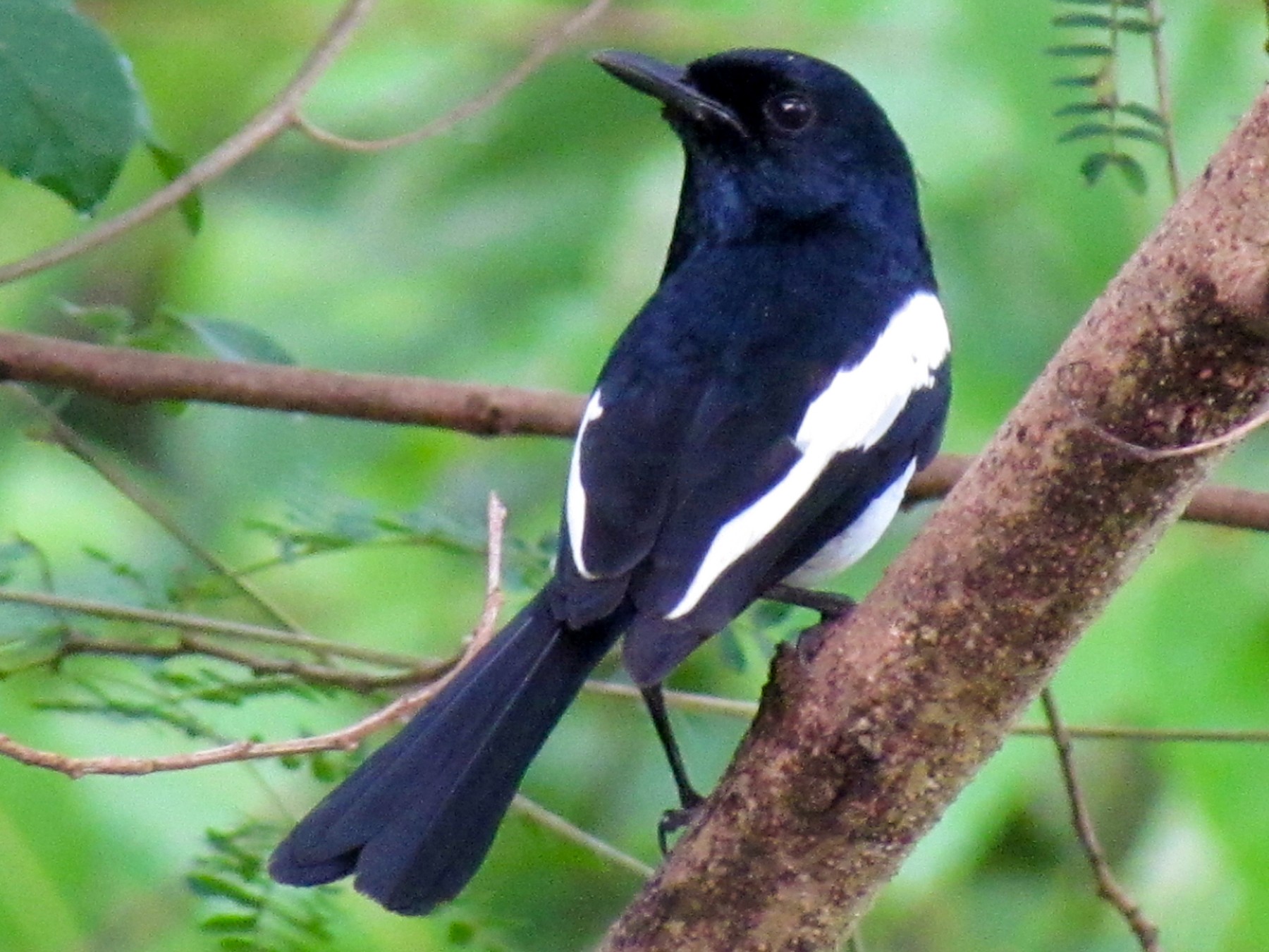 Philippine Magpie-Robin - eBird