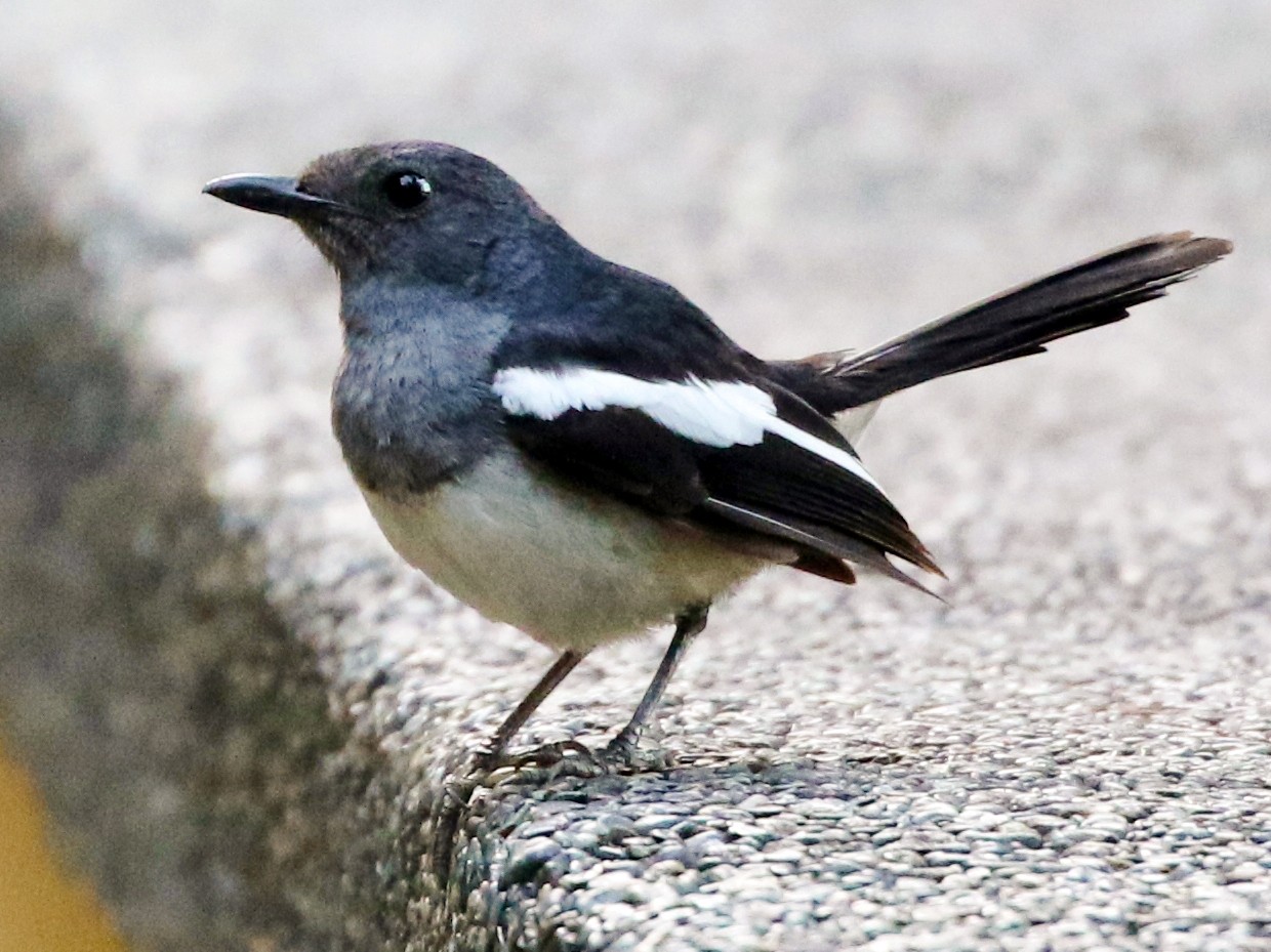 Philippine Magpie-Robin - eBird