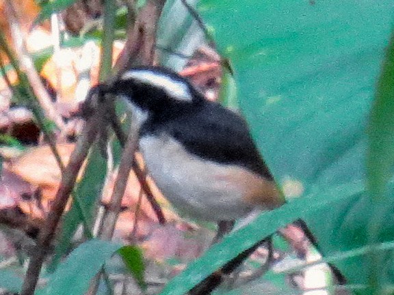 Visayan Shama - eBird