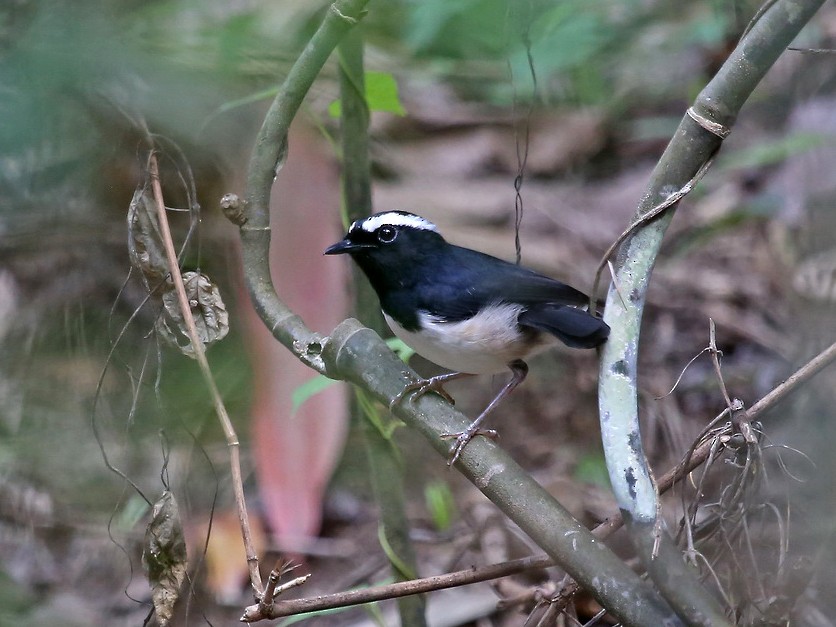 Visayan Shama - eBird