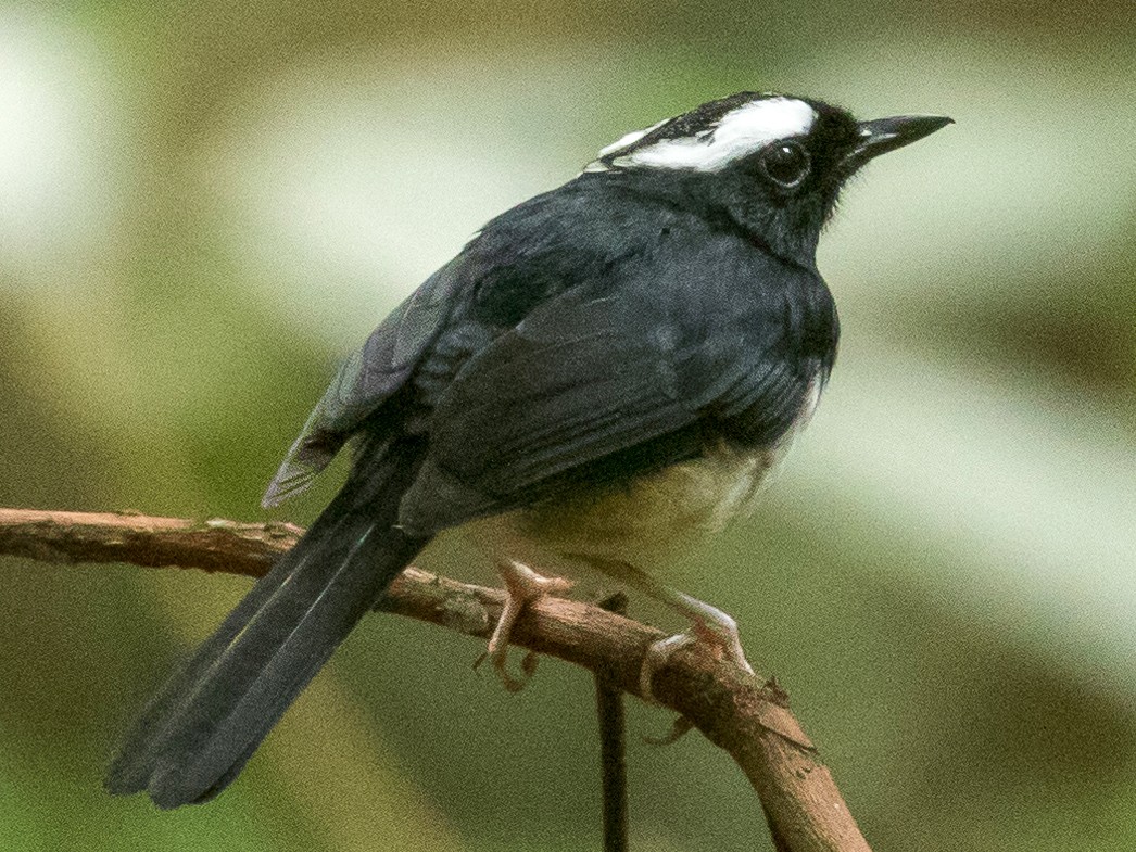 Visayan Shama - eBird