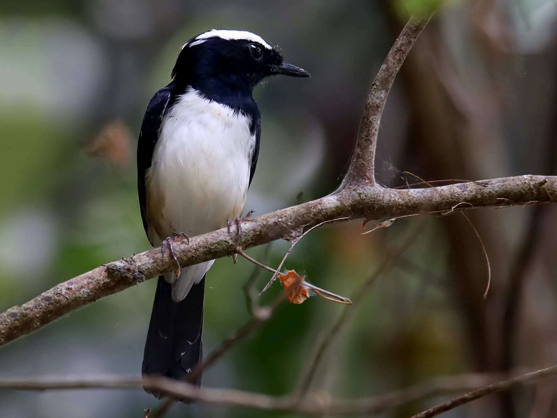 Visayan Shama - eBird