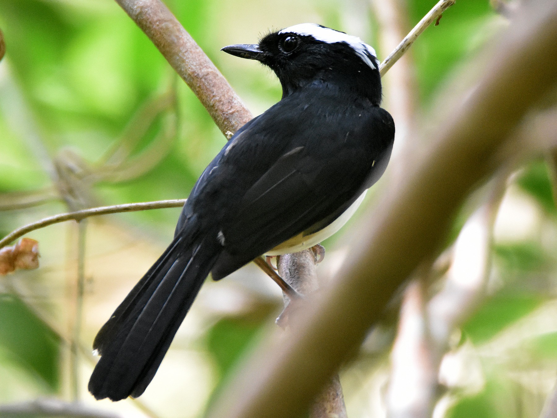 Visayan Shama - eBird