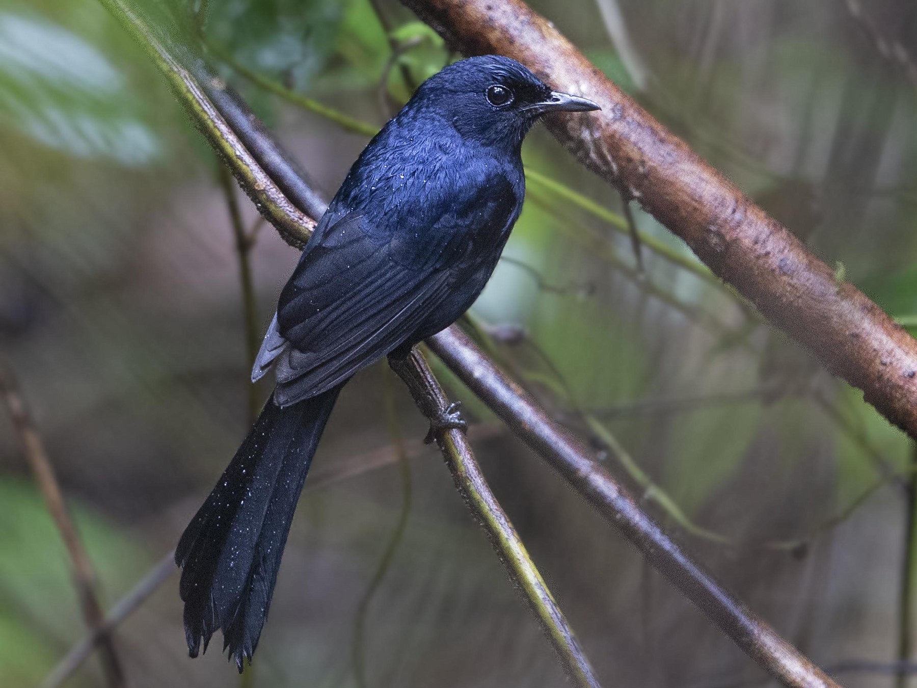 Black Shama - eBird