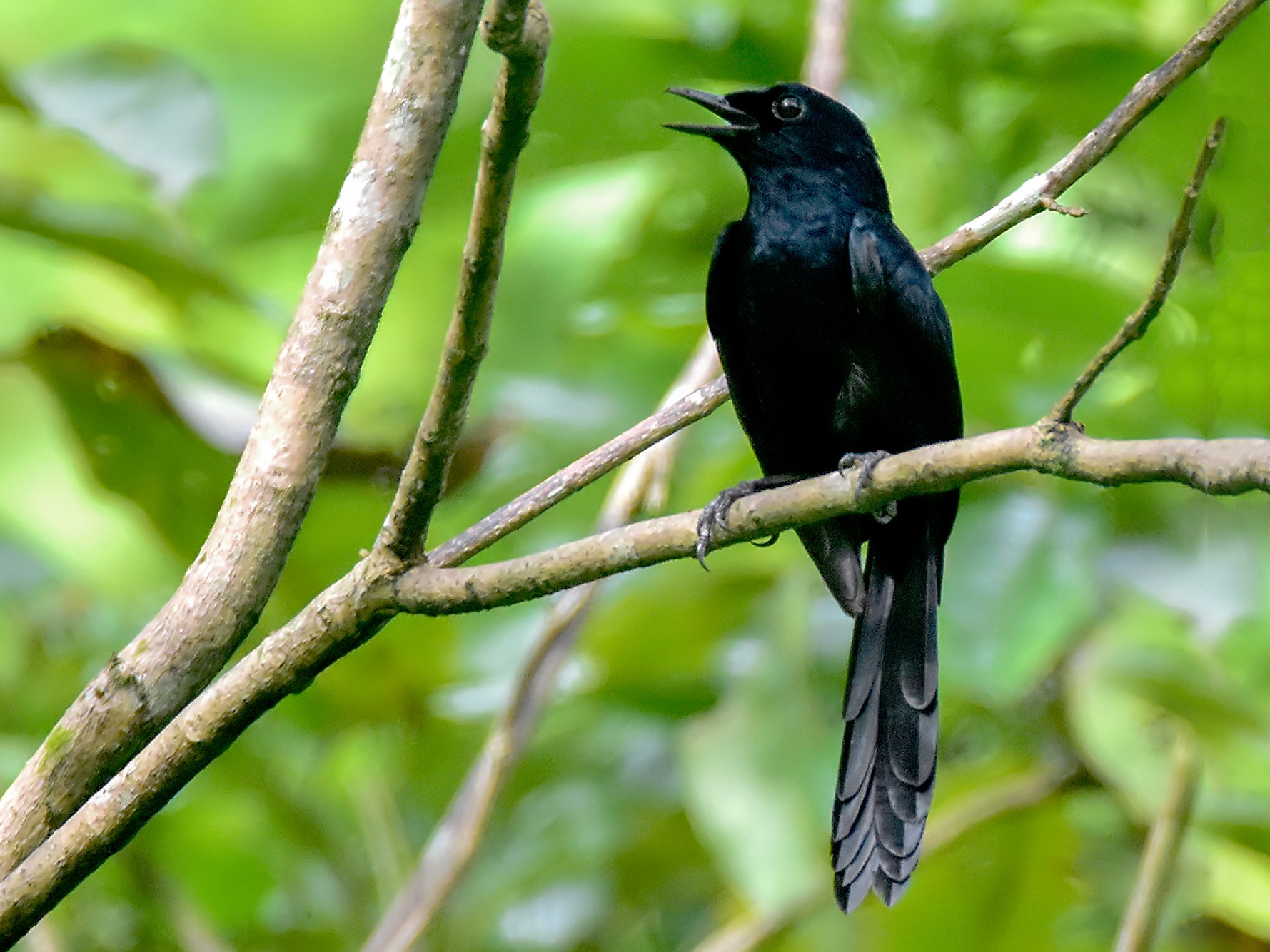 Black Shama - eBird