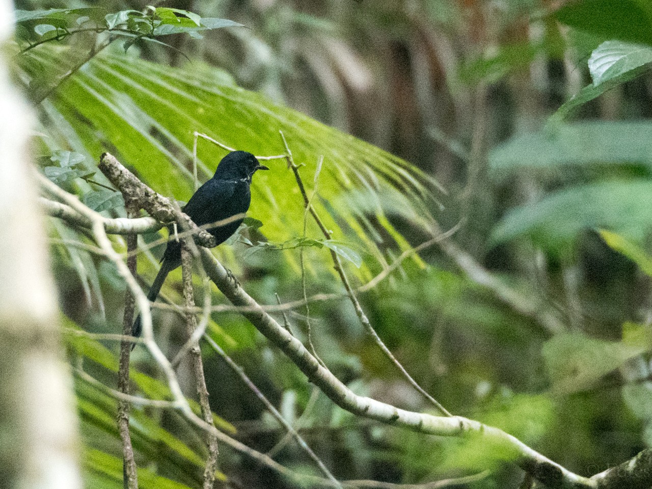 Black Shama - eBird