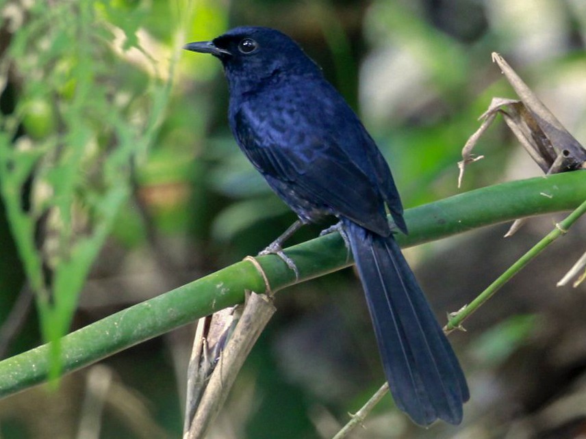 Black Shama - eBird