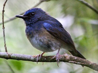 Blue-breasted Blue Flycatcher - eBird
