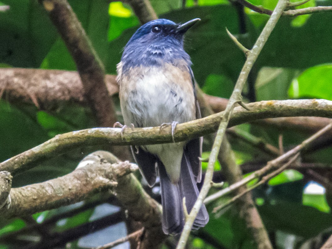 Blue-breasted Blue Flycatcher - eBird