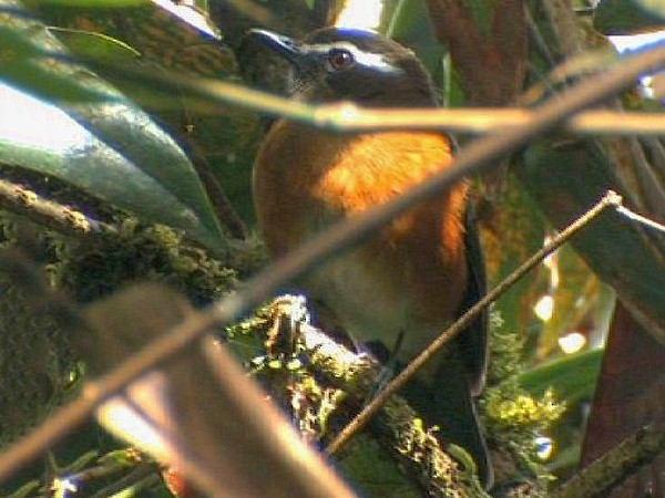 Rusty-flanked Jungle Flycatcher - eBird