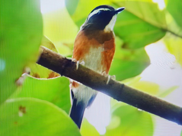 White-browed Jungle Flycatcher - eBird
