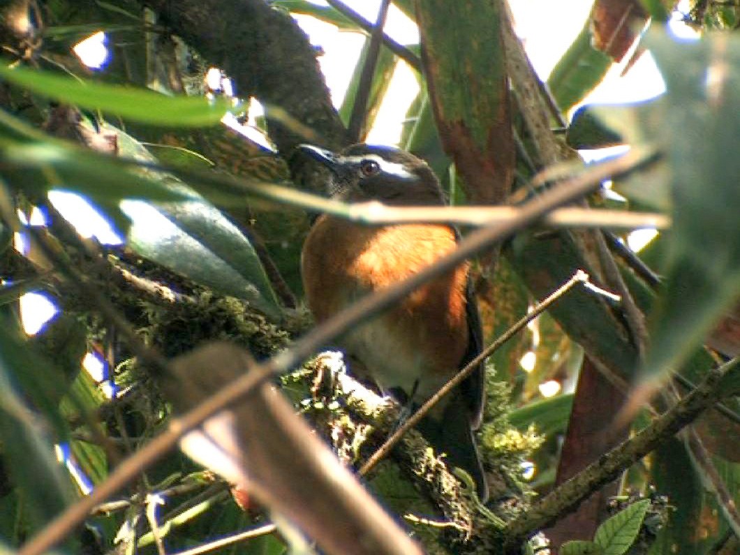 Rusty-flanked Jungle Flycatcher - eBird