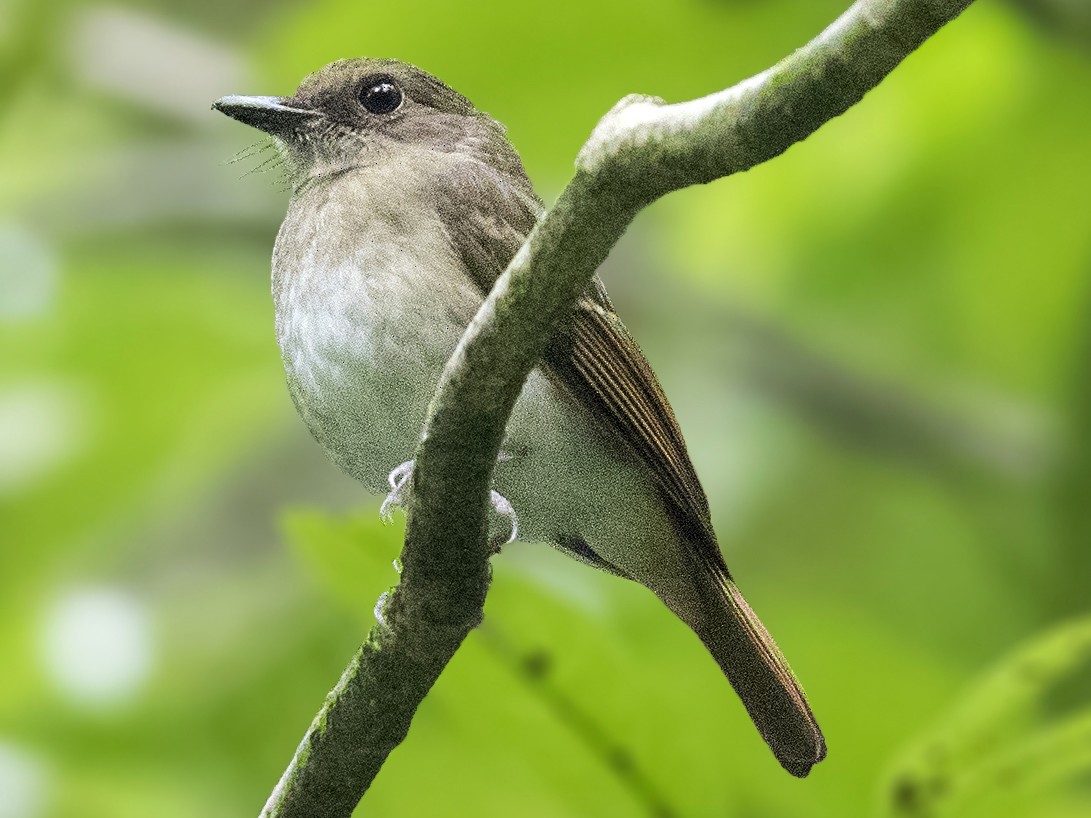 White-throated Jungle Flycatcher - eBird