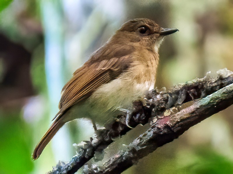 White-throated Jungle Flycatcher - eBird