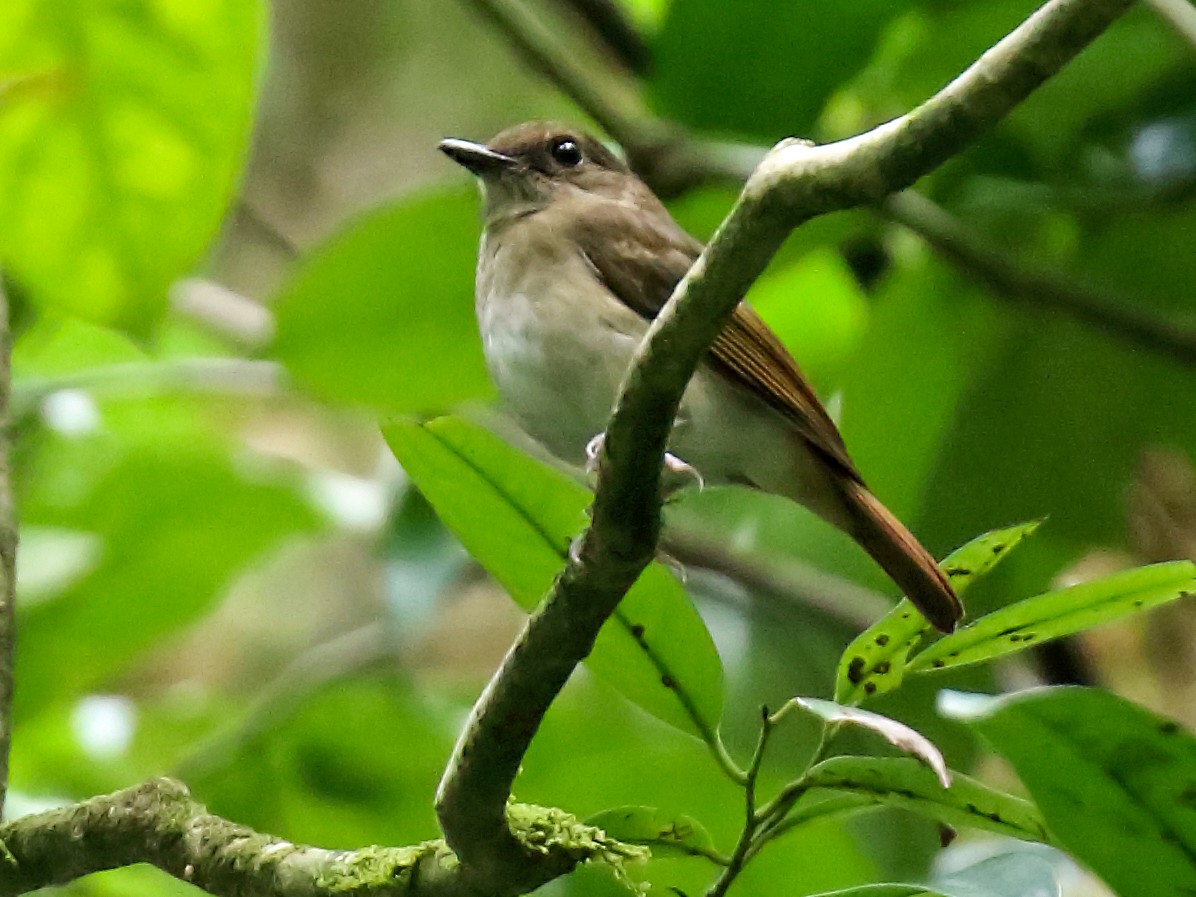 White-throated Jungle Flycatcher - eBird