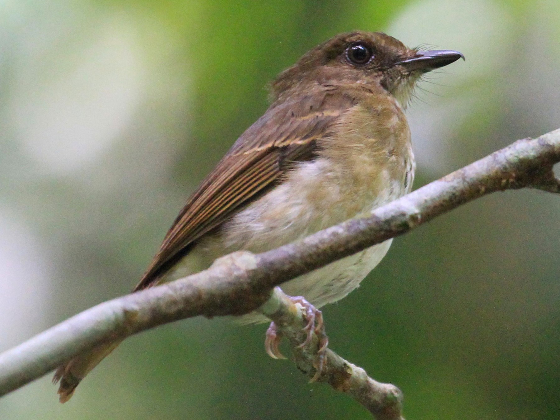 White-throated Jungle Flycatcher - eBird