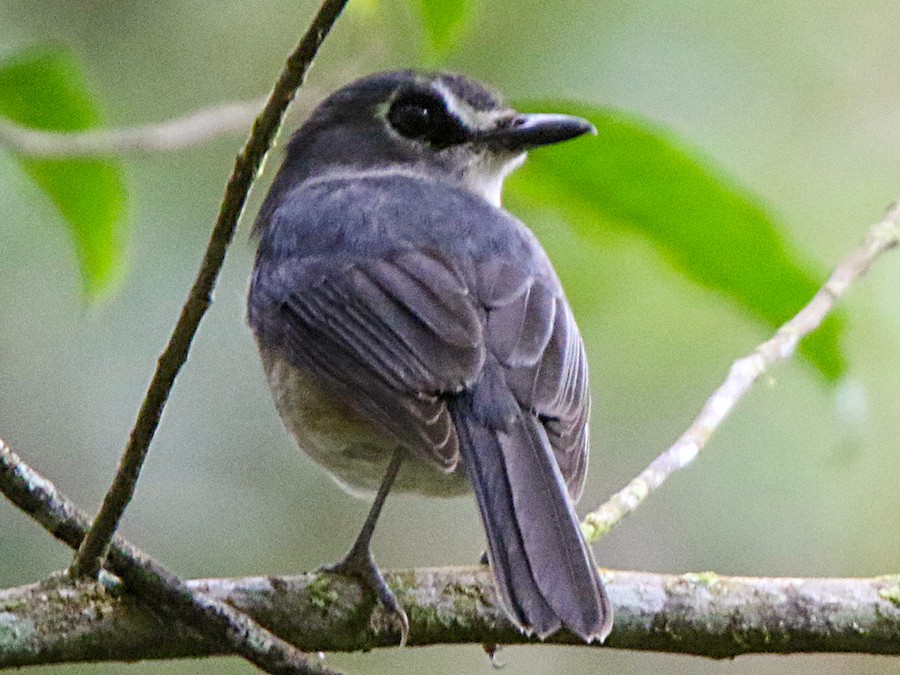 Slaty-backed Jungle Flycatcher - eBird