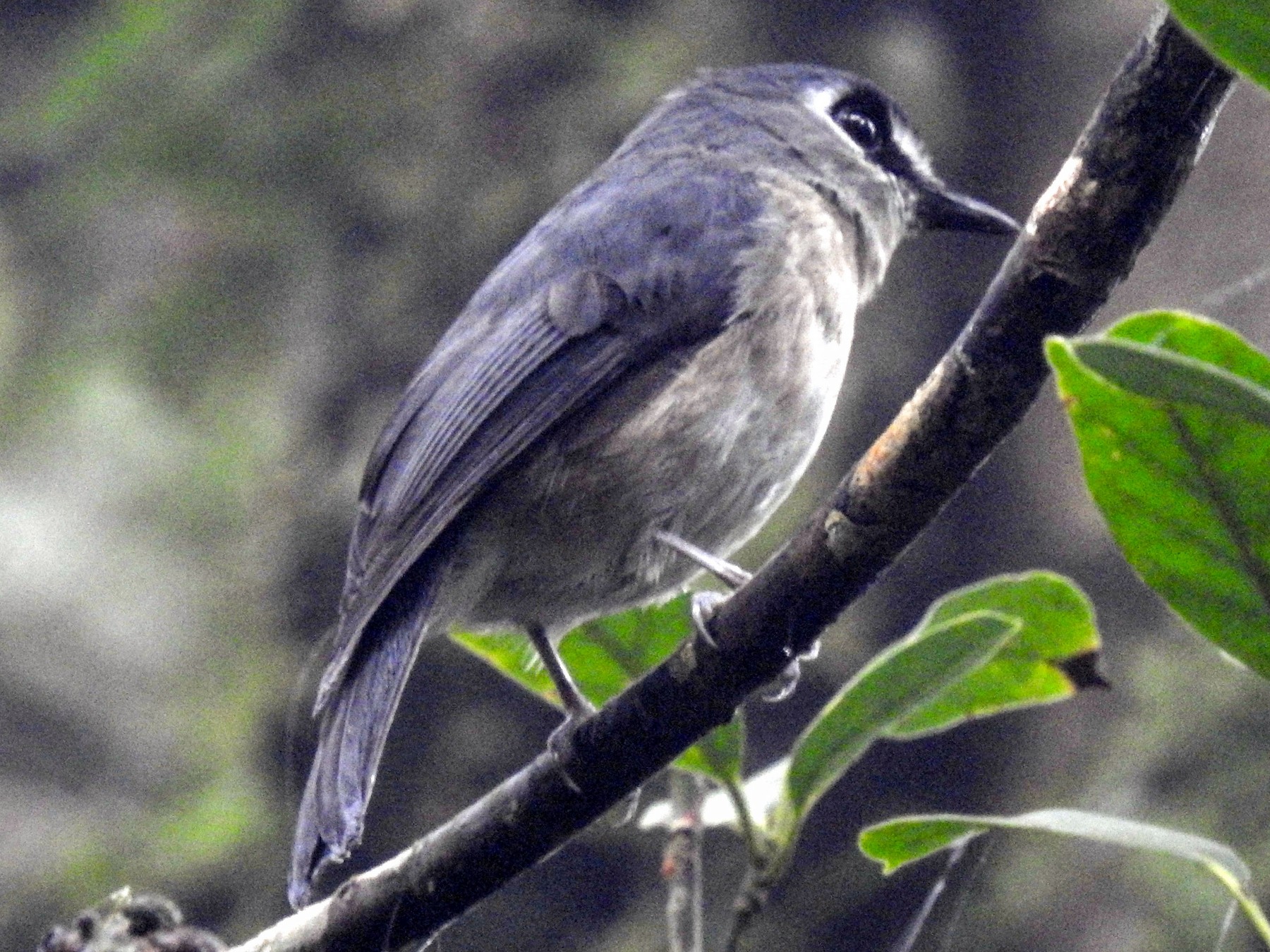 Slaty-backed Jungle Flycatcher - eBird