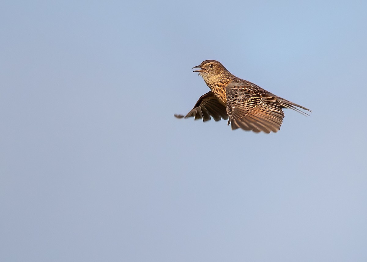 Cape Clapper Lark (Agulhas) - eBird