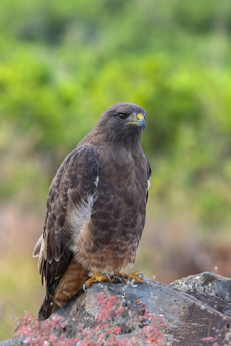 Gavilán Colirrojo (socorroensis) - eBird