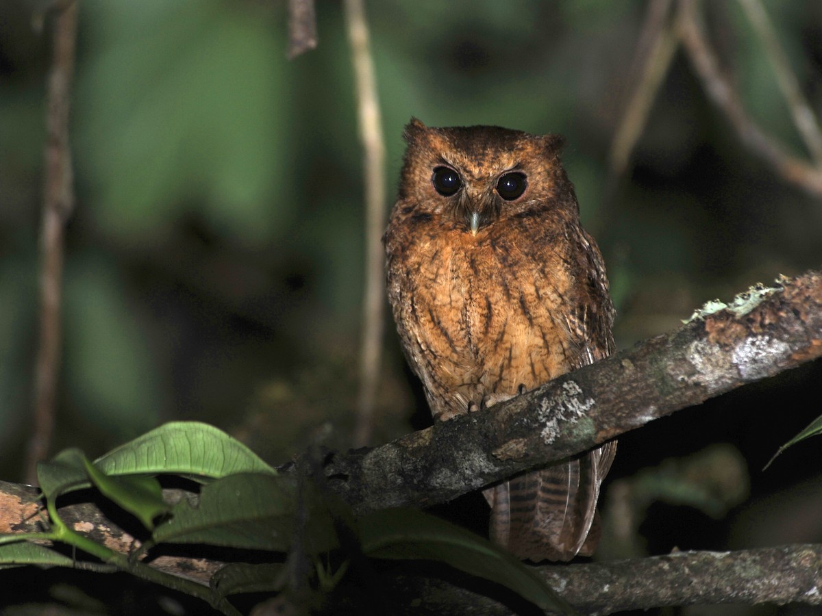 Cinnamon Screech-Owl - Megascops petersoni - Birds of the World