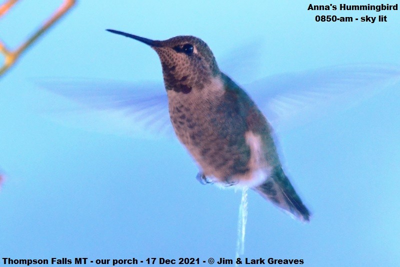 eBird Checklist - 17 Dec 2021 - Thompson Falls (town) - 10 species