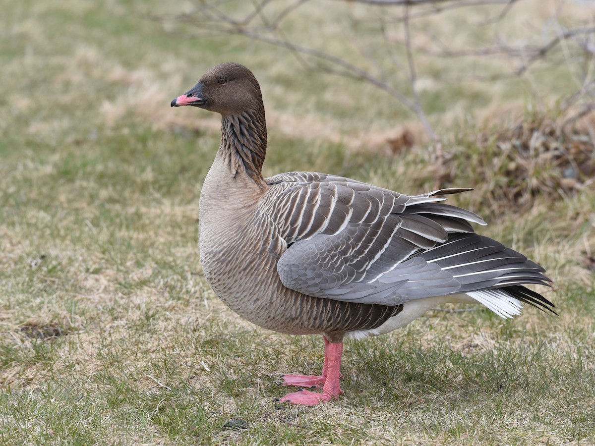 Pink-footed Goose - Anser brachyrhynchus - Birds of the World