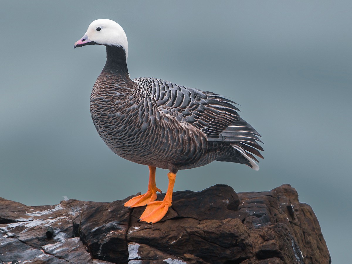 Emperor Goose - Anser canagicus - Birds of the World