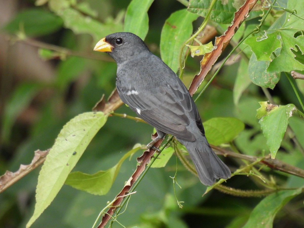 Slate-colored Seedeater - Sporophila schistacea - Birds of the World