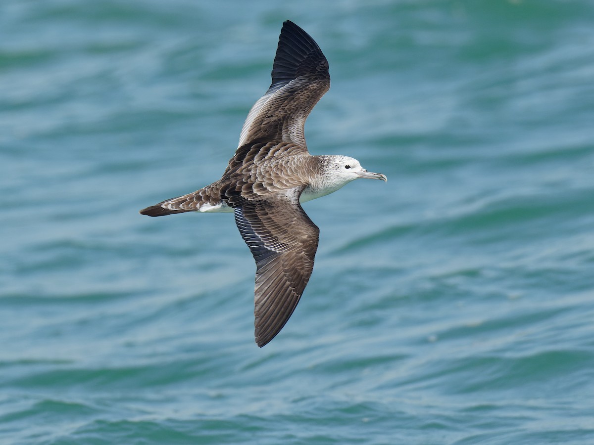 Streaked Shearwater - Calonectris leucomelas - Birds of the World