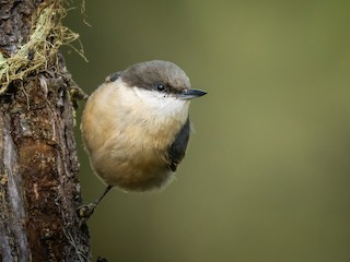 Pygmy Nuthatch - Sitta pygmaea - Birds of the World