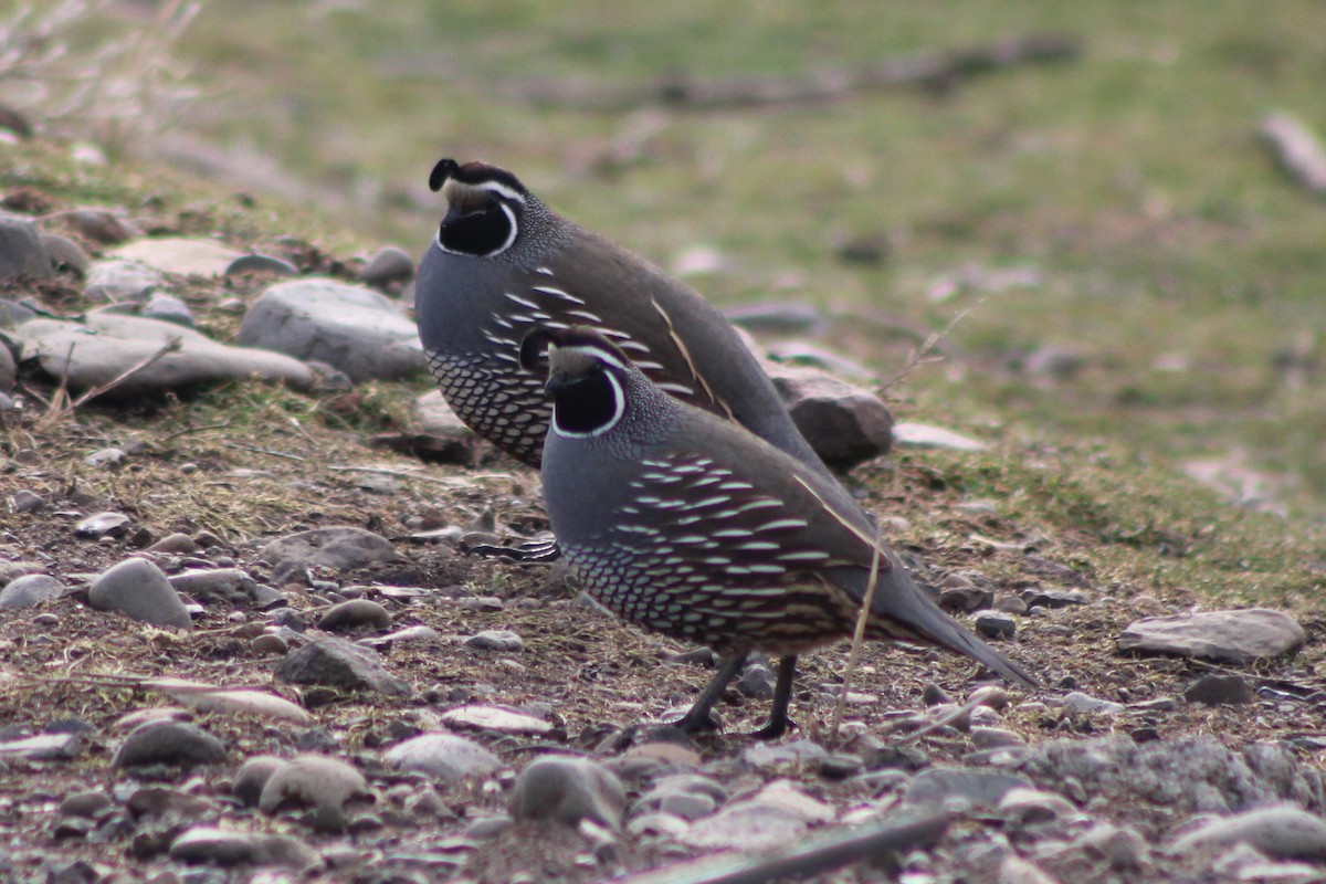 eBird Checklist - 16 Dec 2021 - Union - 3 species