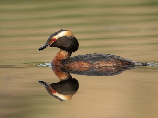 Eared Grebe Winter