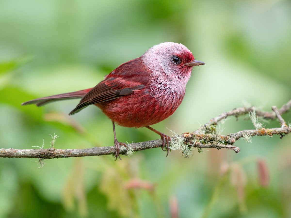 Pink-headed Warbler - Cardellina versicolor - Birds of the World