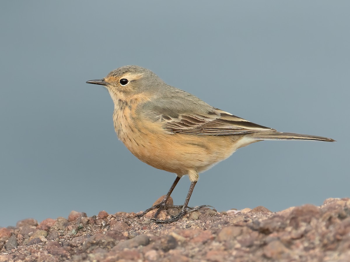 American Pipit