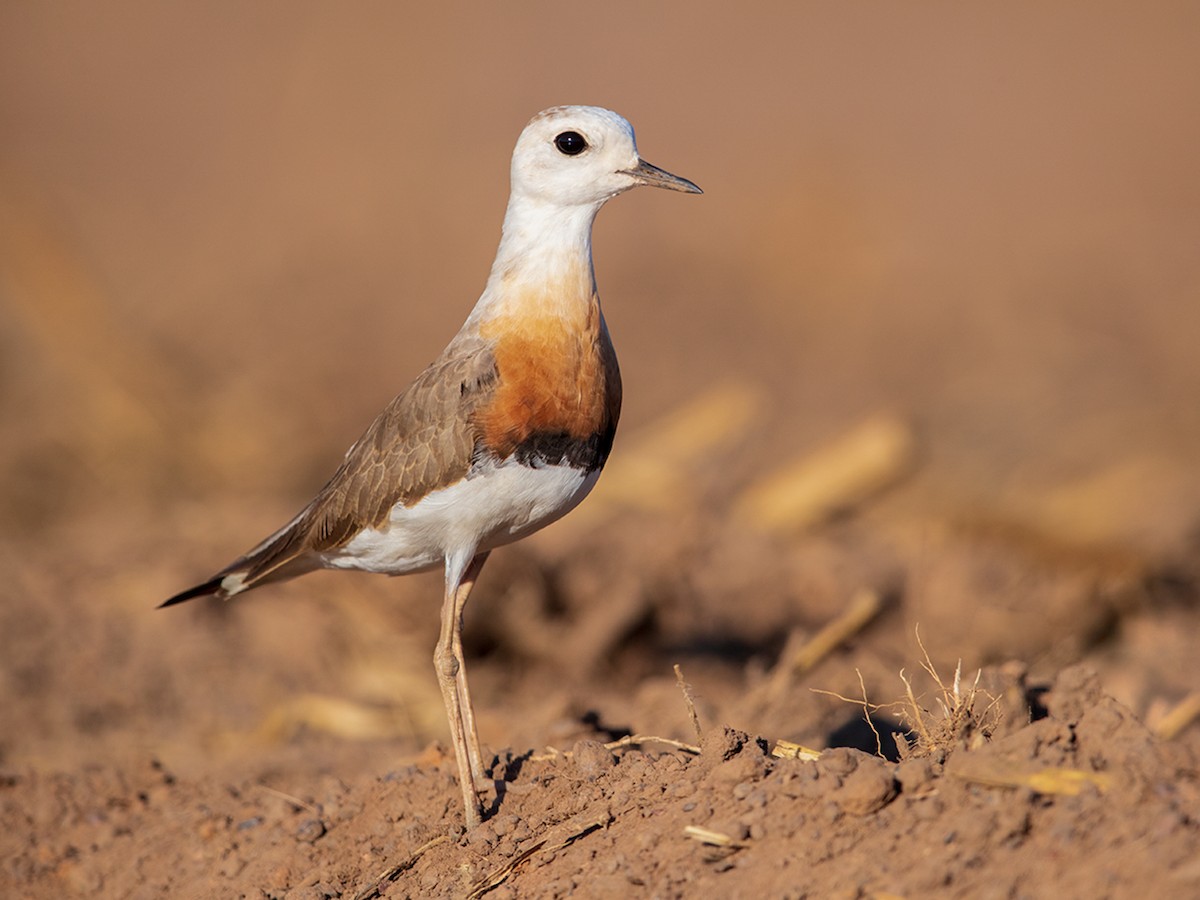 Oriental Plover - Anarhynchus veredus - Birds of the World