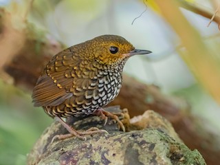 Pygmy Cupwing - Pnoepyga pusilla - Birds of the World